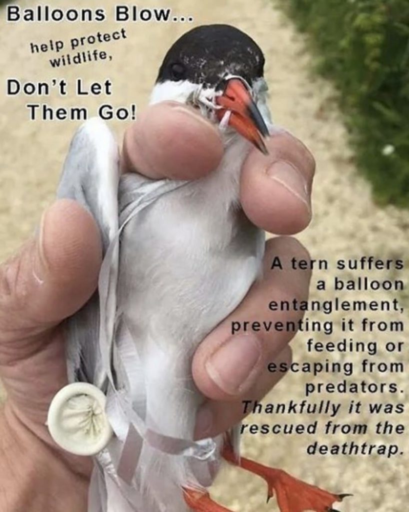 The Frightening Reason Why Balloons Should Never Be Released Into The 